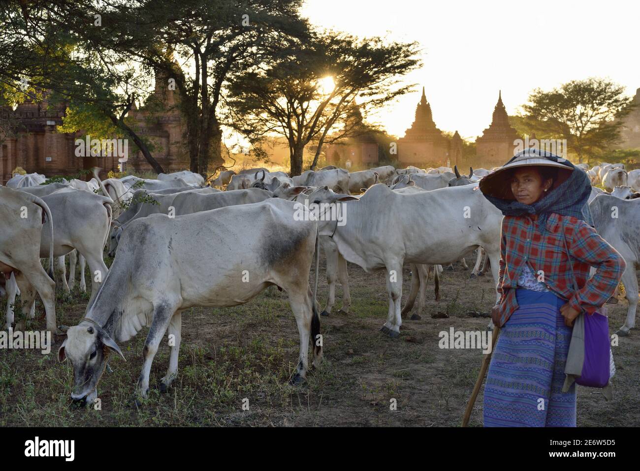 Myanmar (Burma), Bagan, Cow herd and shepherdess at sunset Stock Photo ...