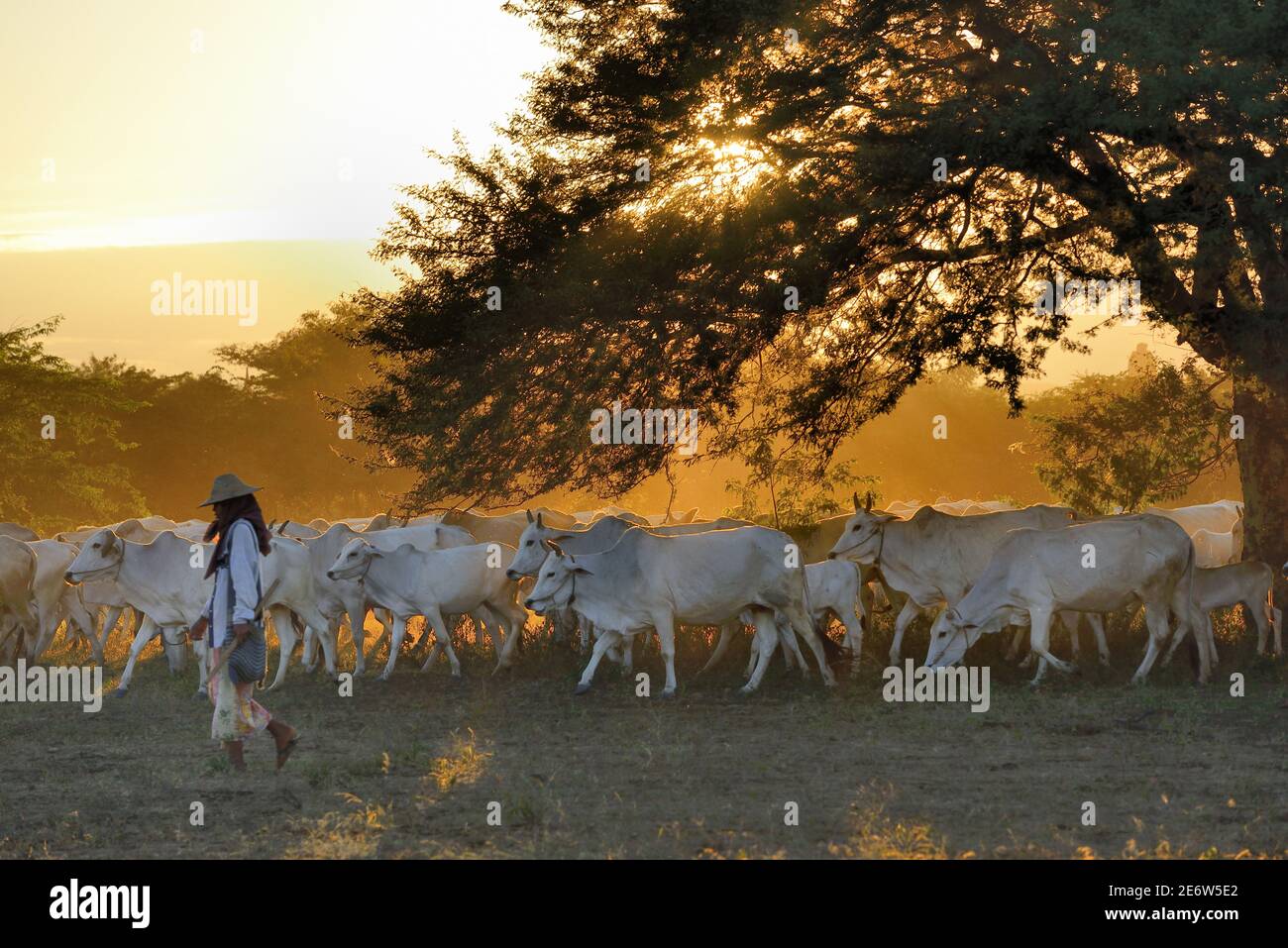 Myanmar (Burma), Bagan, Cow herd and shepherdess at sunset Stock Photo ...