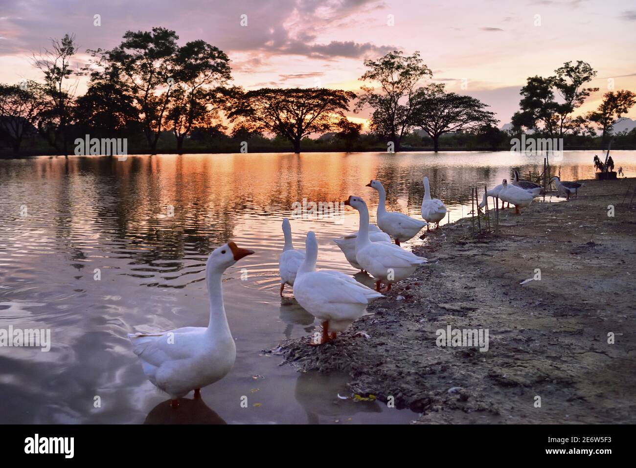 Myanmar (Burma), Kayin (Karen) State, Hpa-An, Kyauk Kalap pond, Geese ...