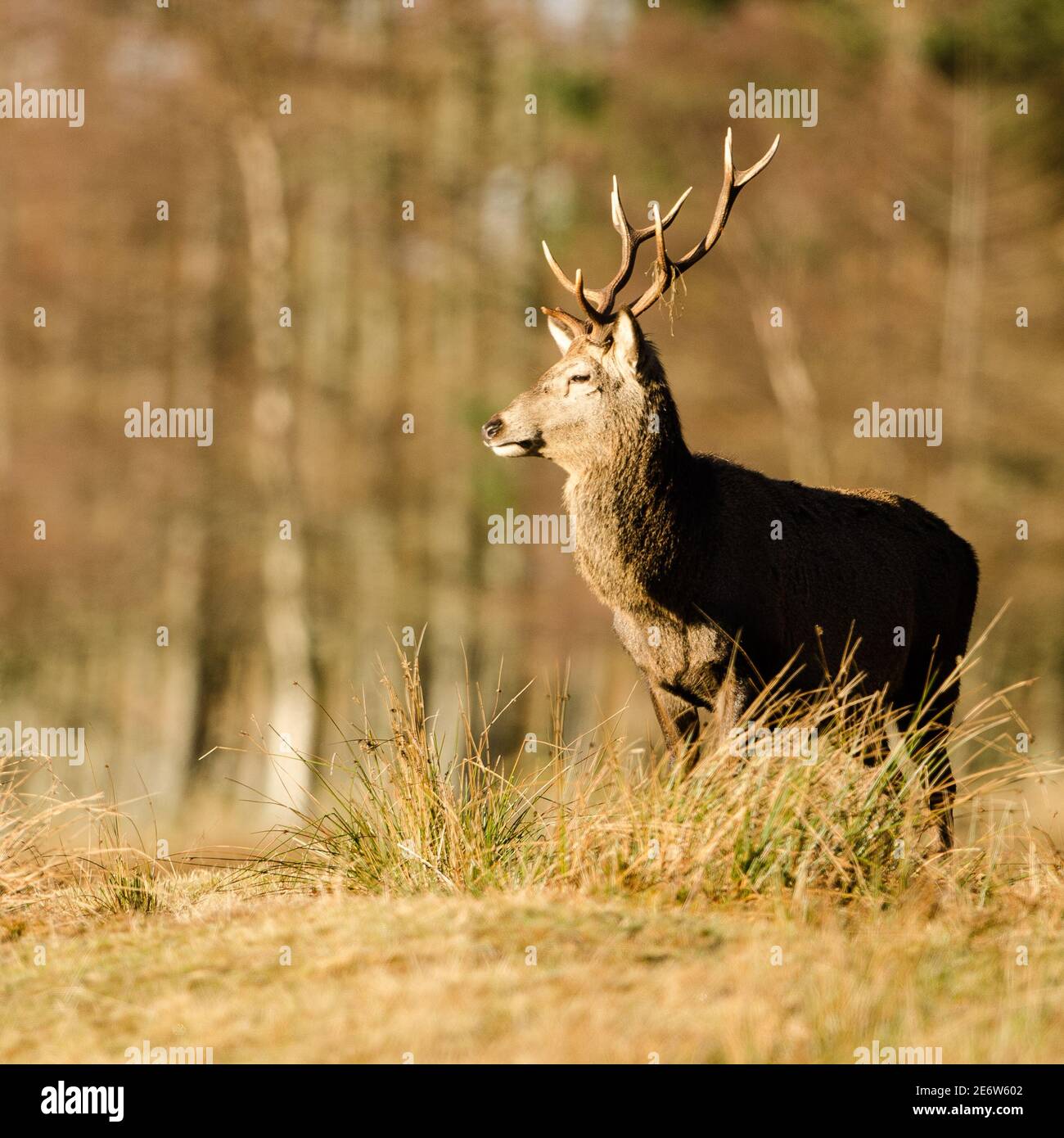 Portrait of Redd Deer stag. Square format Stock Photo - Alamy