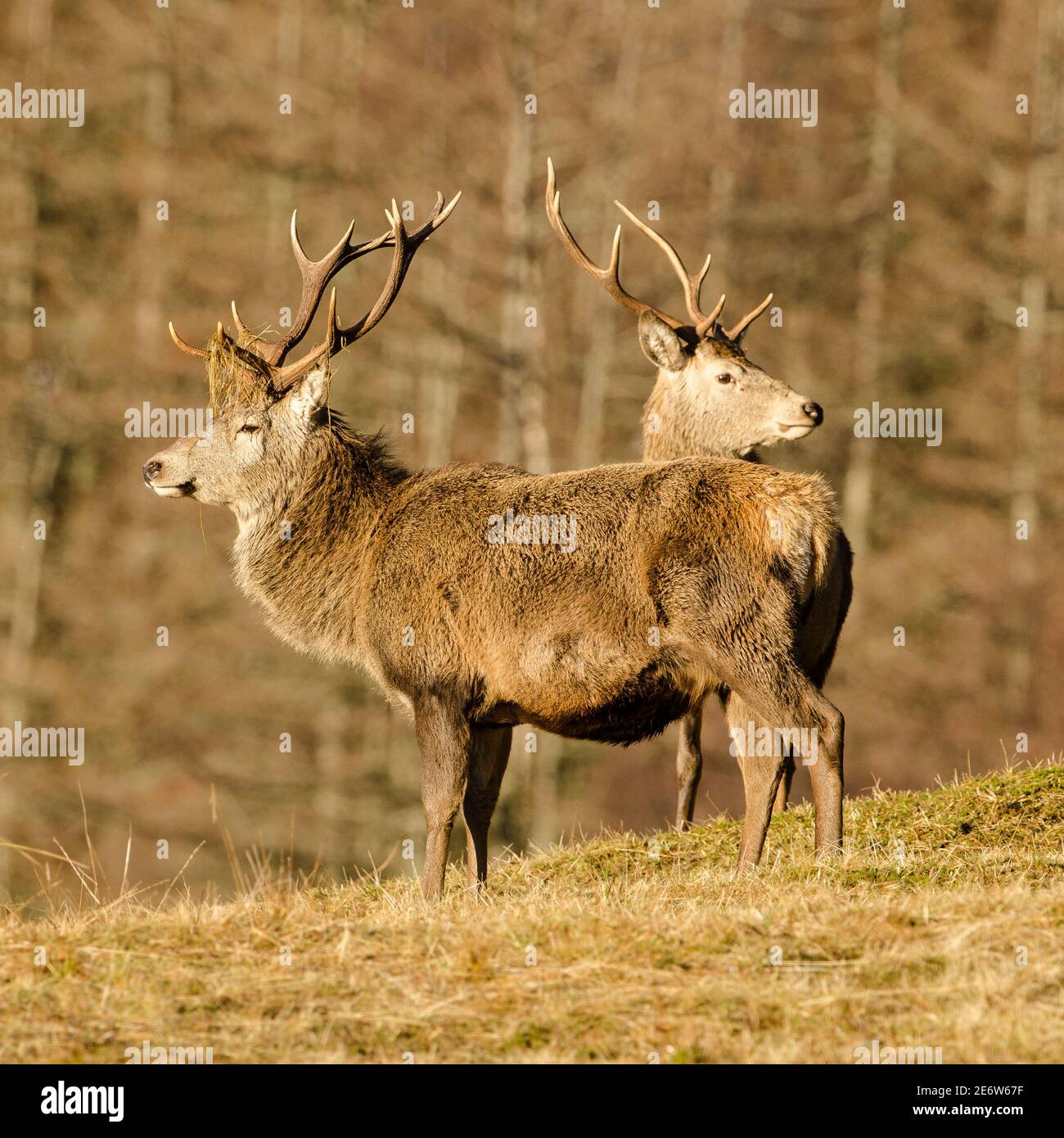 Two red deer stags hi-res stock photography and images - Alamy