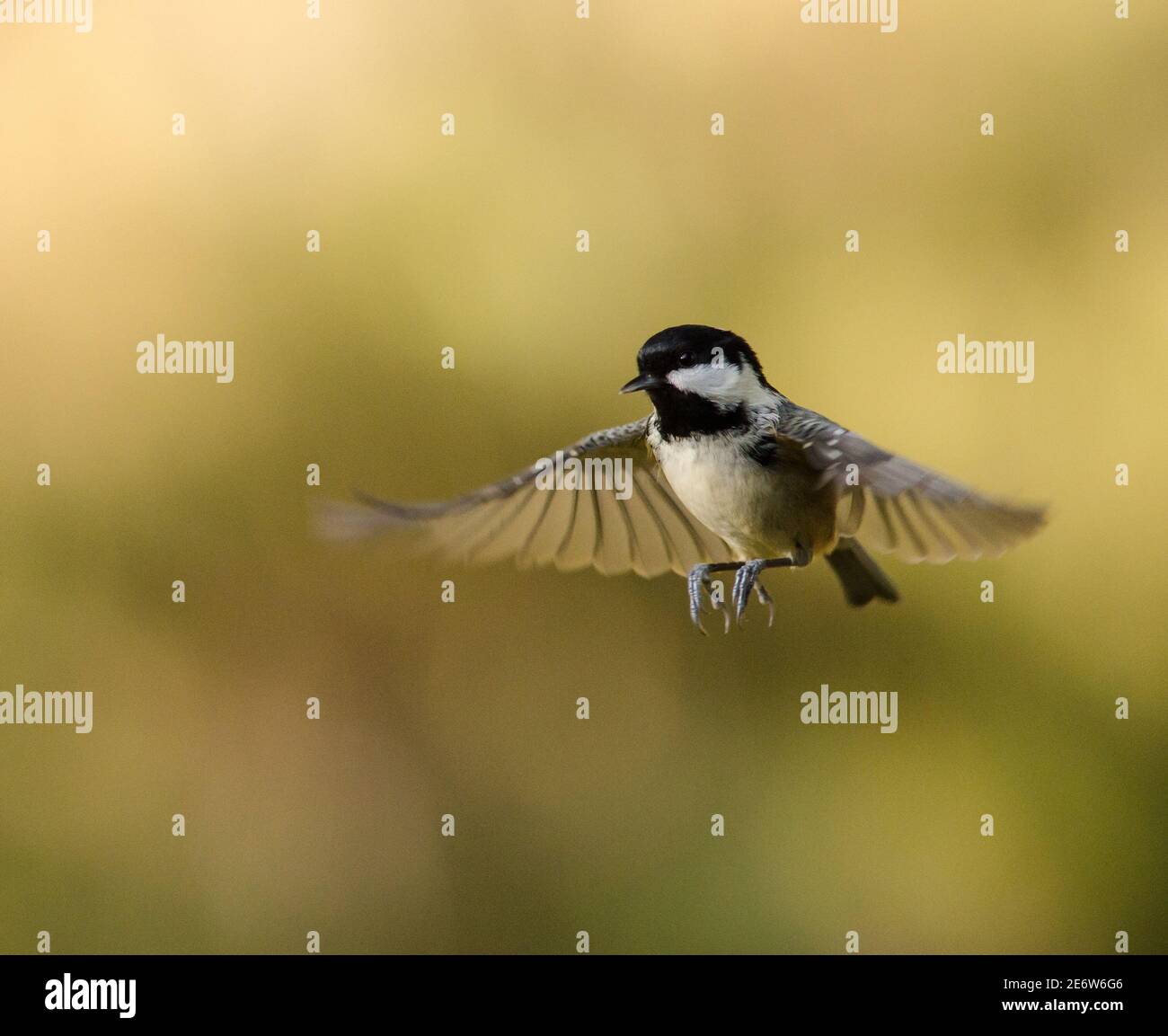 Coal Tit in flight. Square format Stock Photo - Alamy