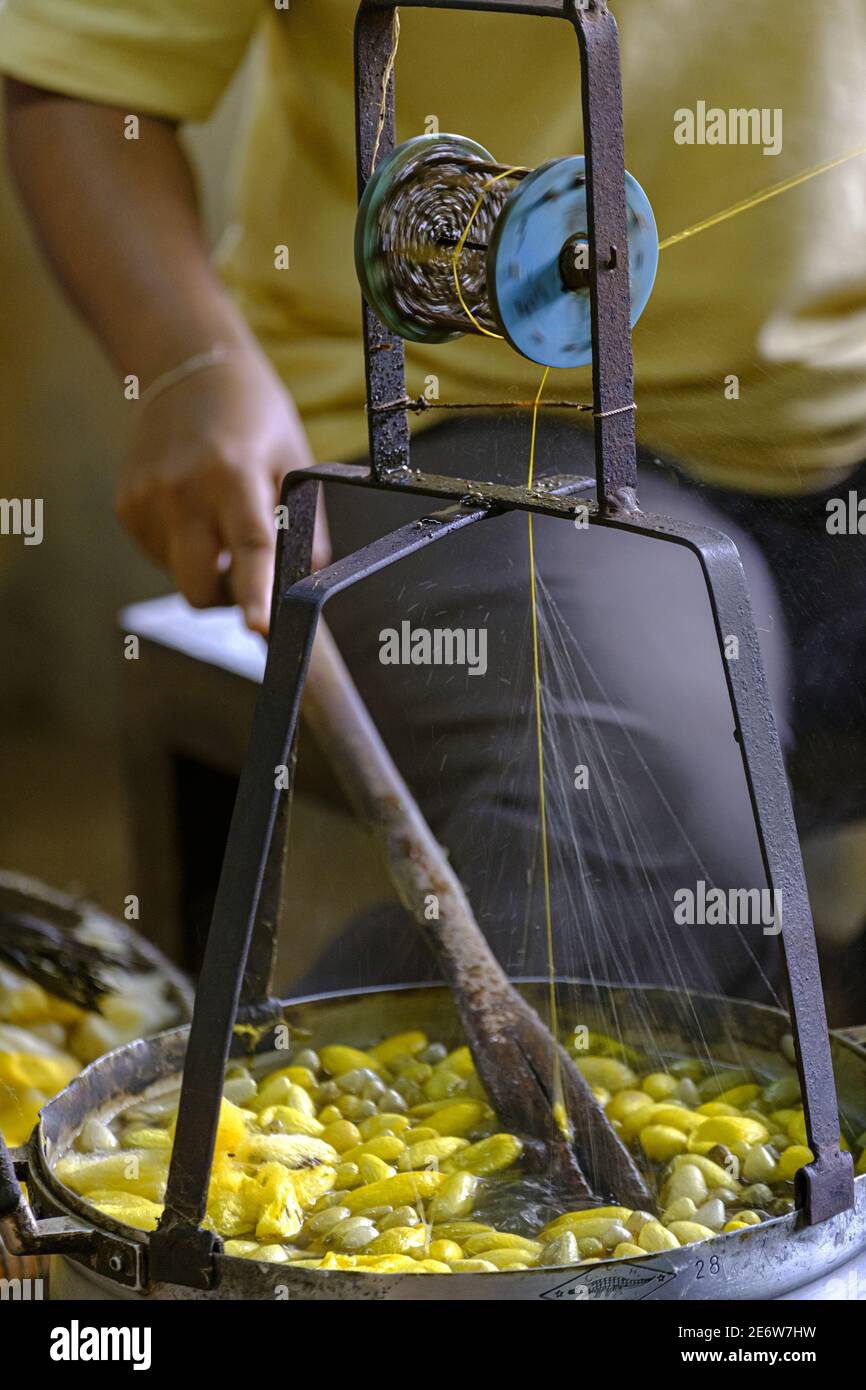 Cambodia, handicraft, silk work, extracting thread from the cocoon ...