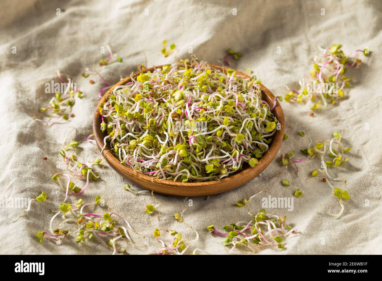 Organic Raw Red Radish Sprout Microgreens in a Bowl Stock Photo - Alamy
