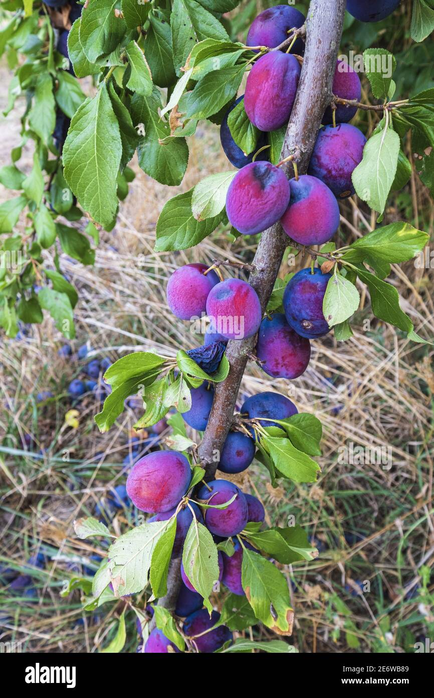 Boudou hi-res stock photography and images - Alamy