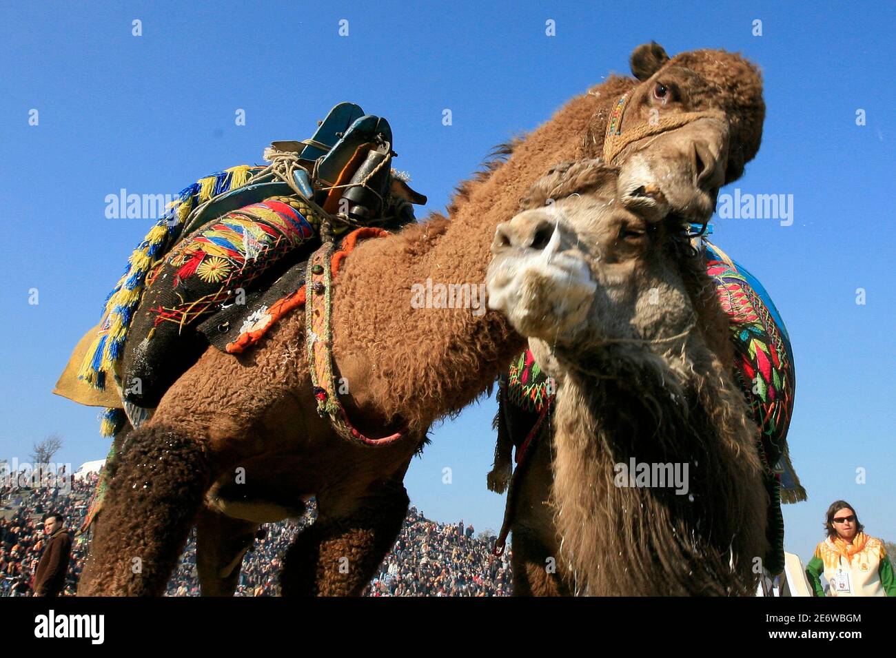 Bull Camels High Resolution Stock Photography and Images - Alamy