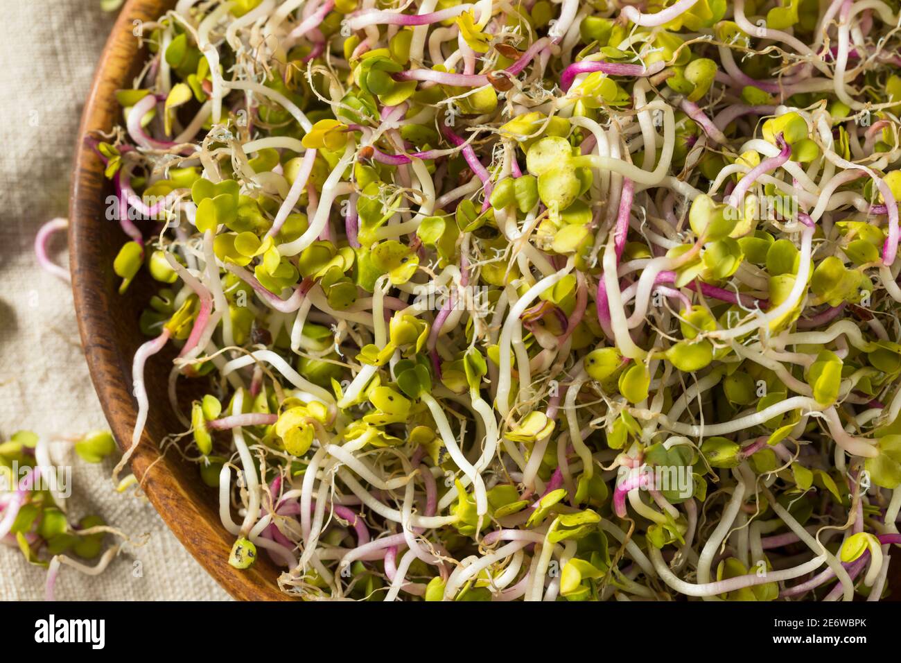Red Radish Sprouts