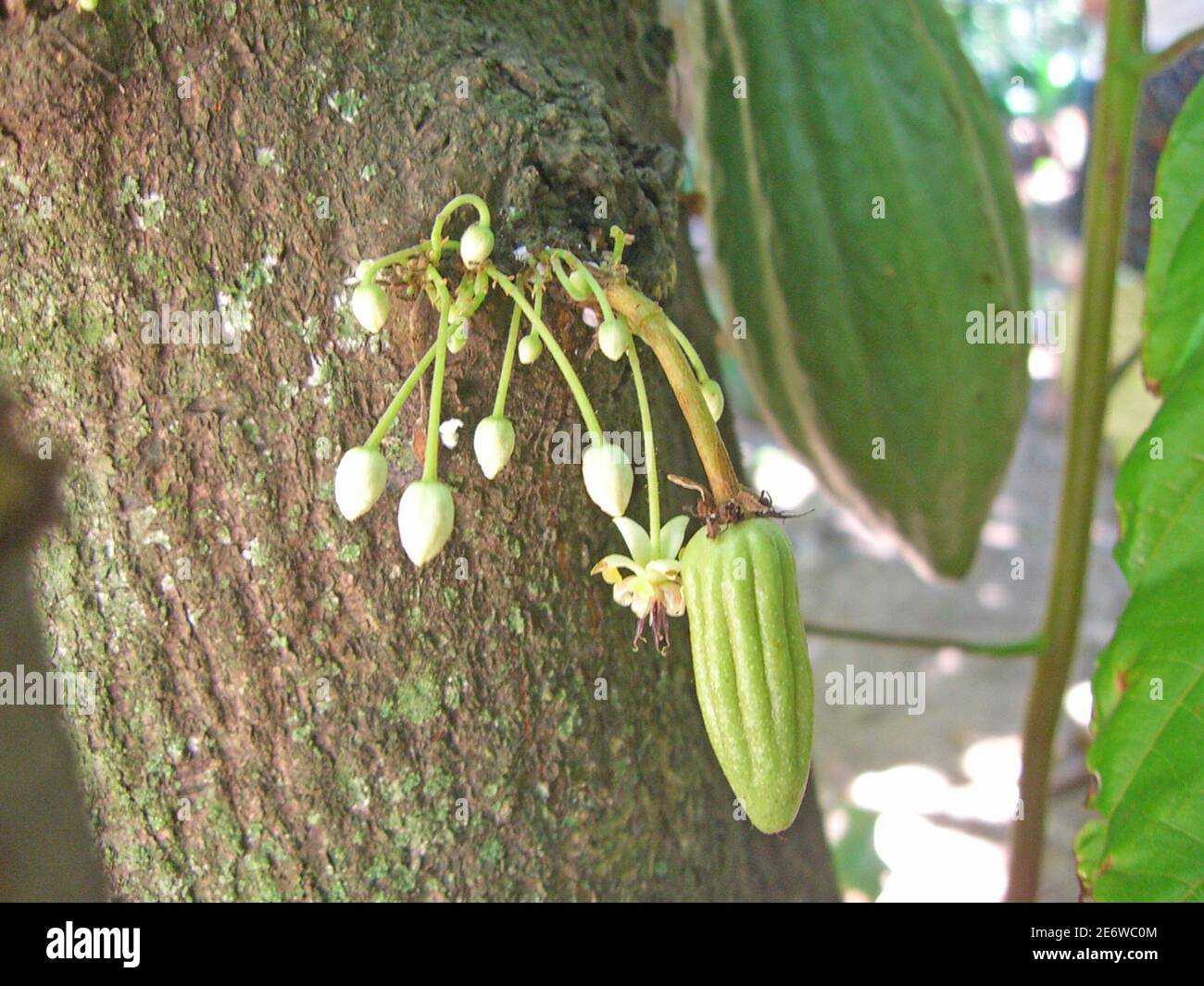 Christ du corcovado hi-res stock photography and images - Alamy