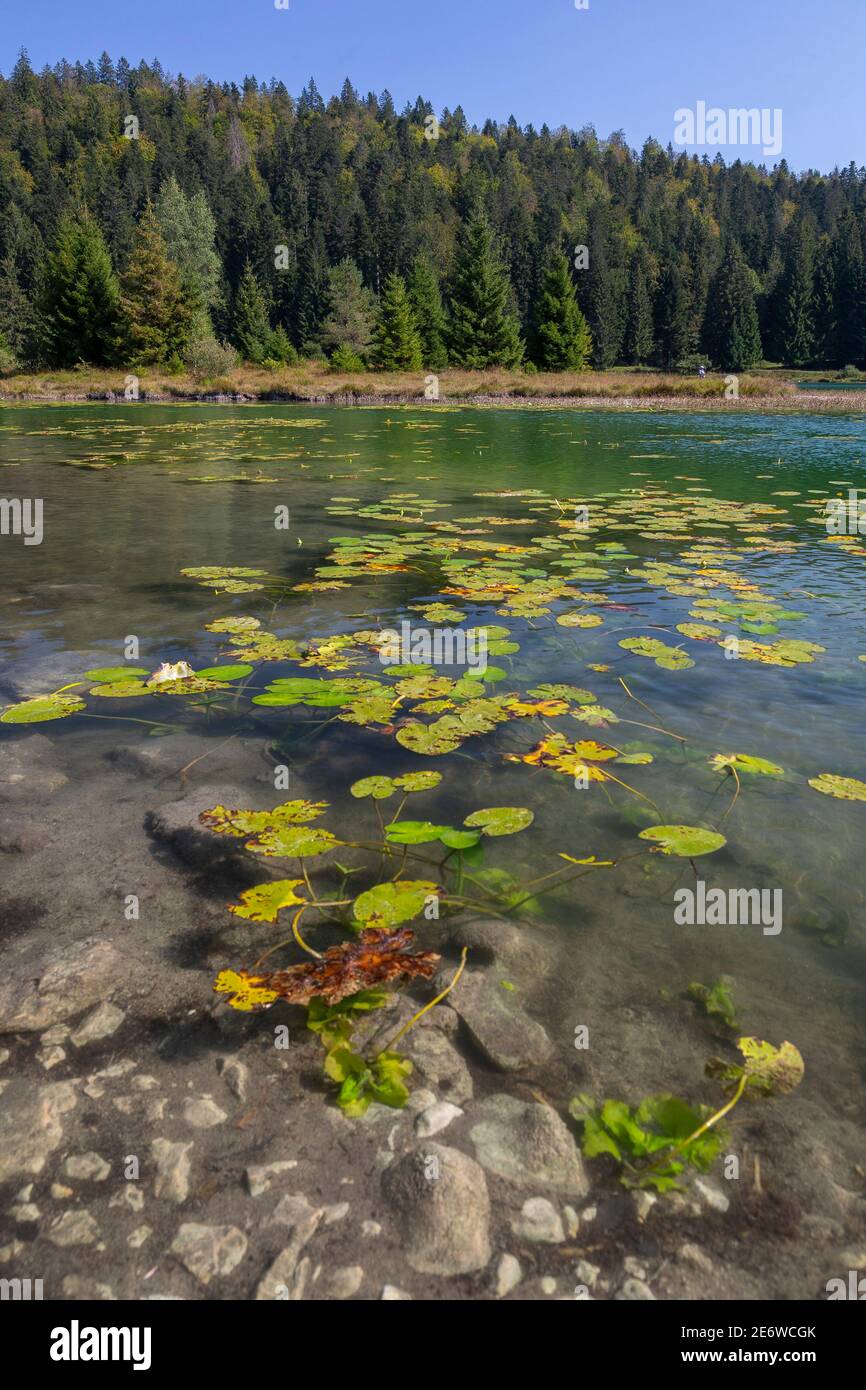 France, Ain, Oyonnax, Lake Genin, a natural jewel in the town of Charix ...