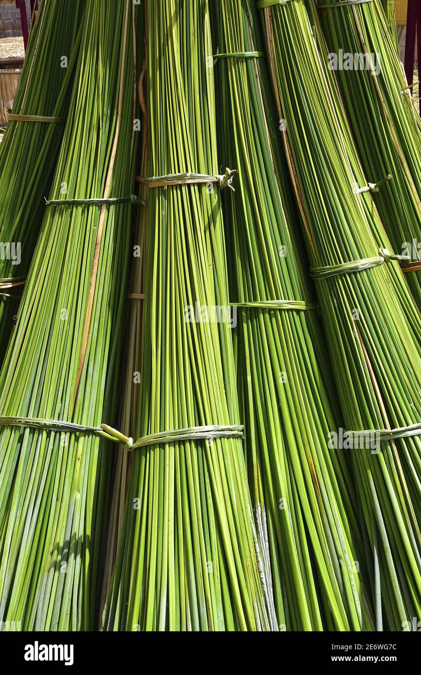 Peru, Lake Titicaca, reeds Stock Photo - Alamy