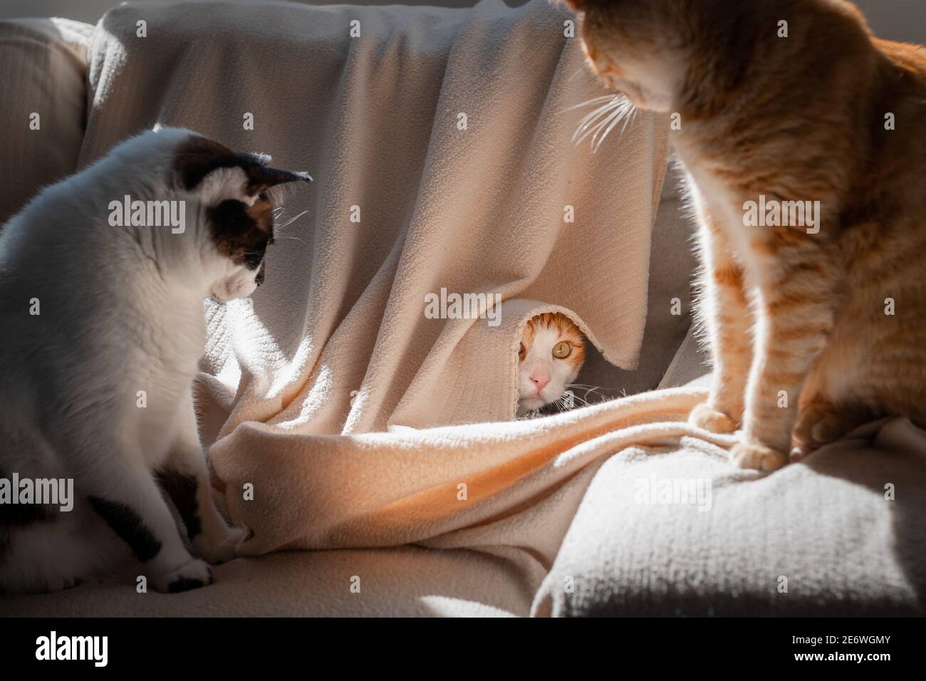 three domestic cats play together on the sofa under de light of the ...