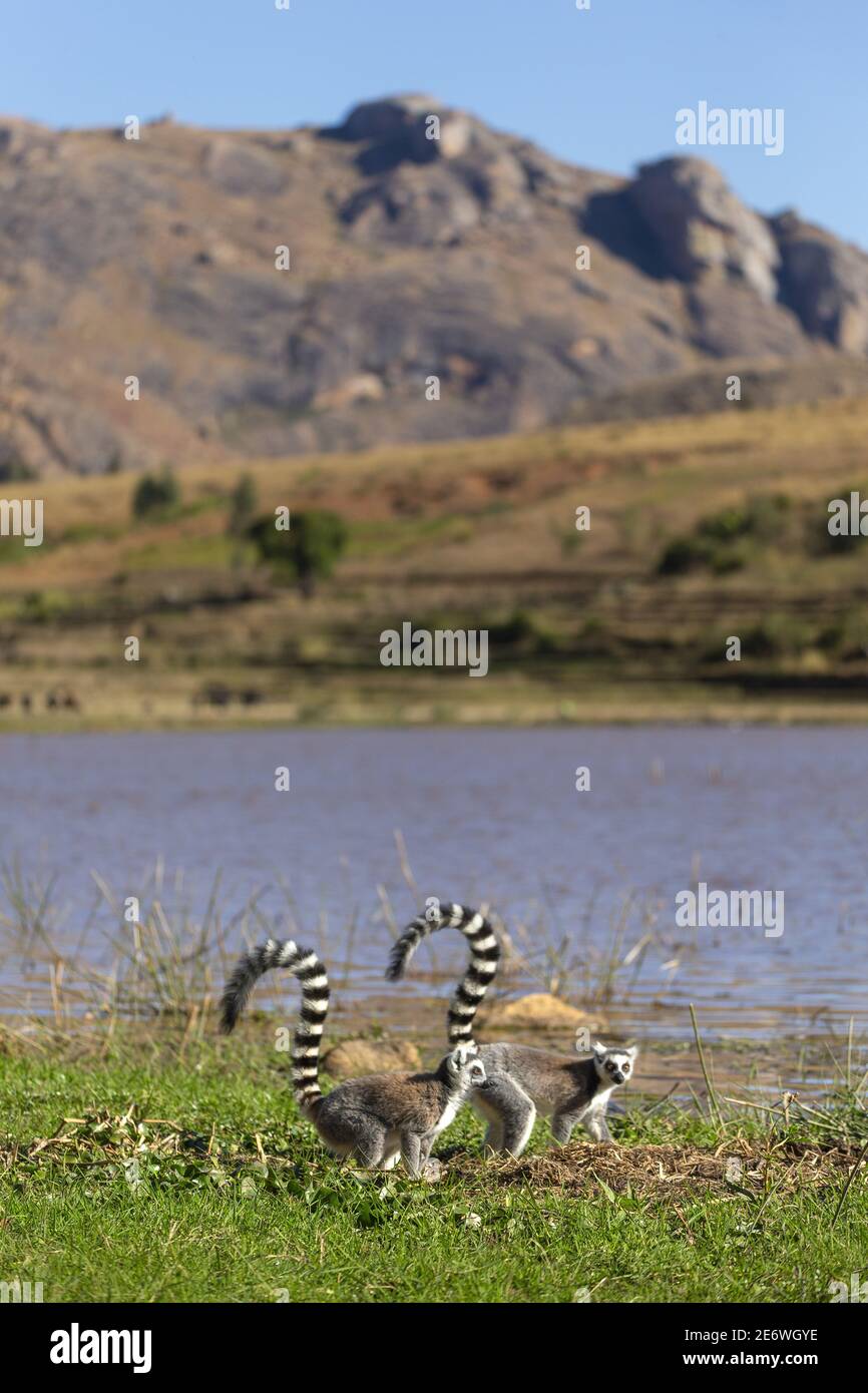 Madagascar, Haute Matsiatra region, Anja community reserve, Maki Catta ...