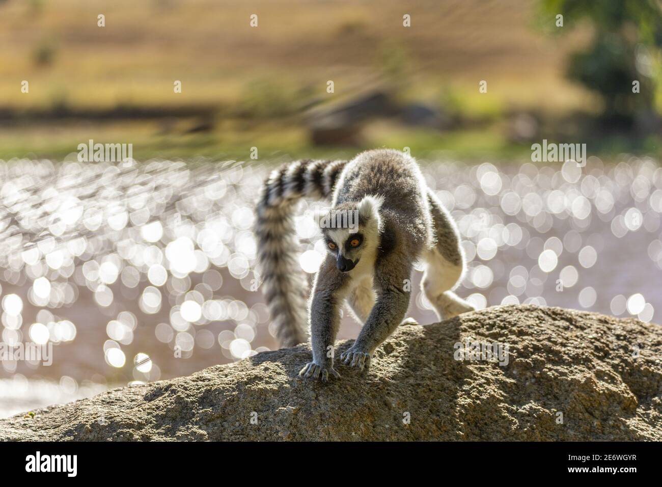 Madagascar, Haute Matsiatra region, Anja community reserve, Maki Catta ...