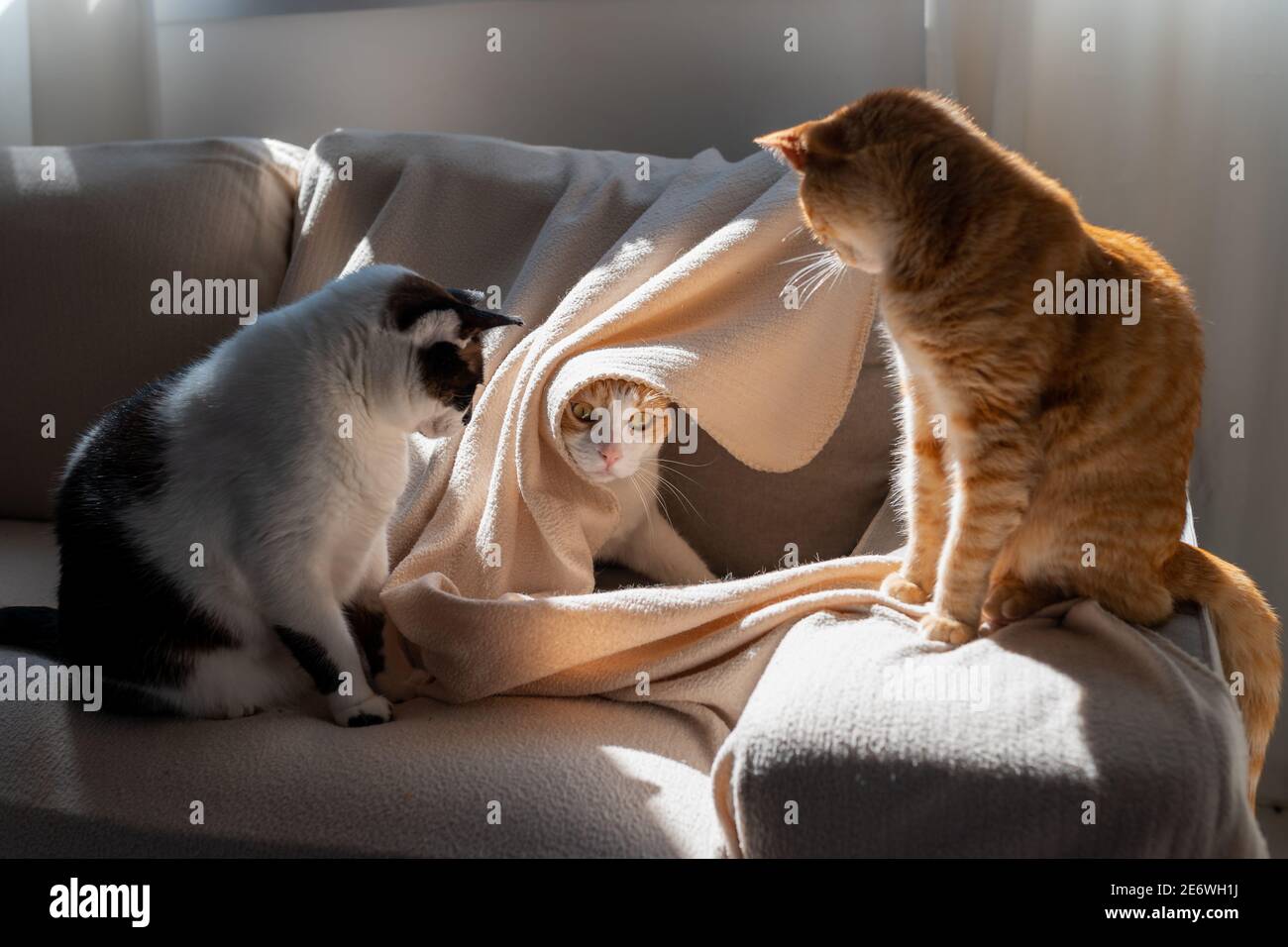 three domestic cats play together on the sofa under de light of the ...