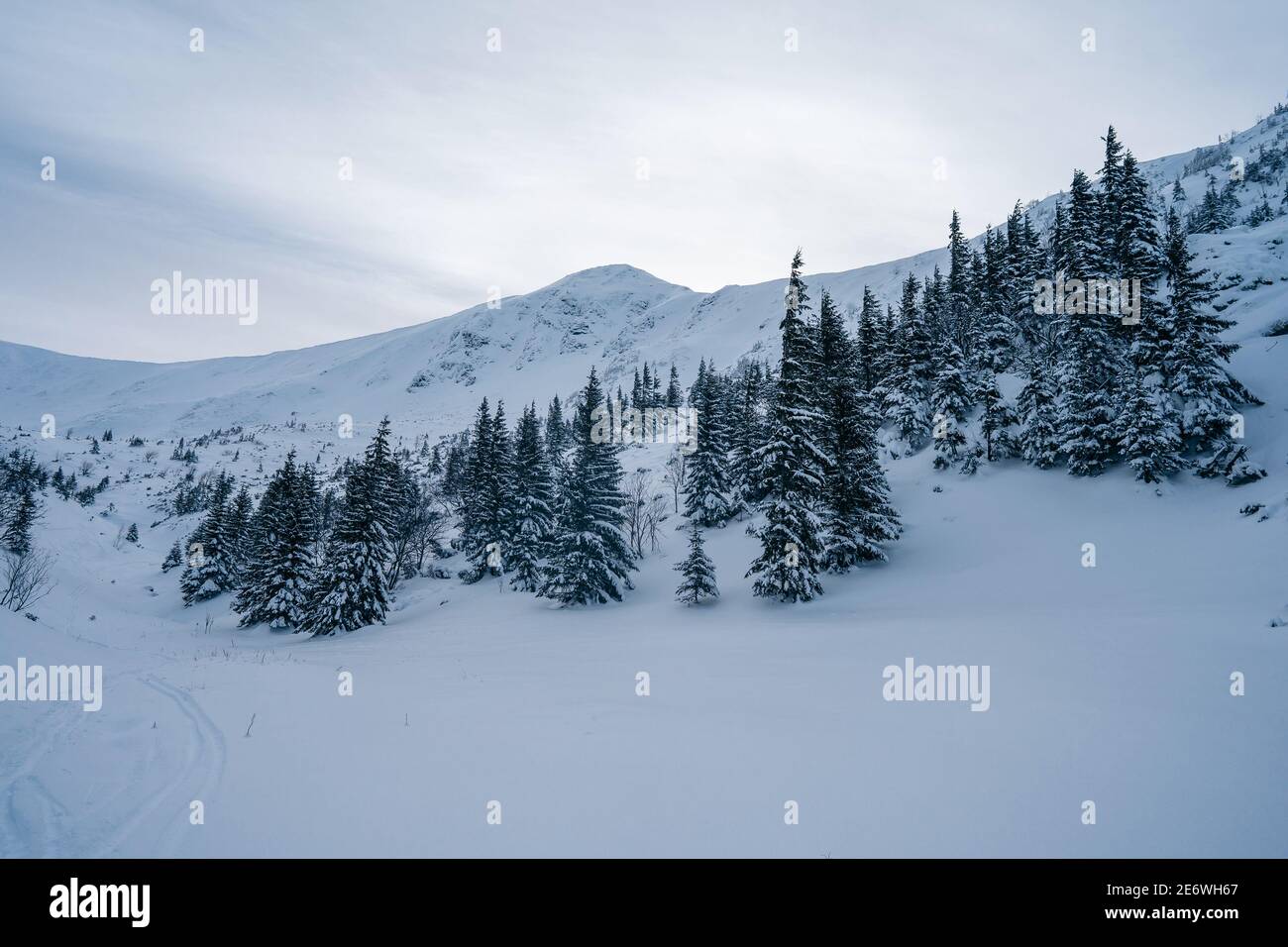 Beautiful winter landscape with snowy trees. Frozen forest in winter ...