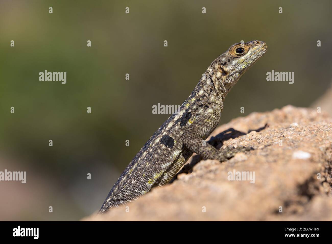 Madagascar, Haute Matsiatra region, Tsaranoro valley, Oplurus ...
