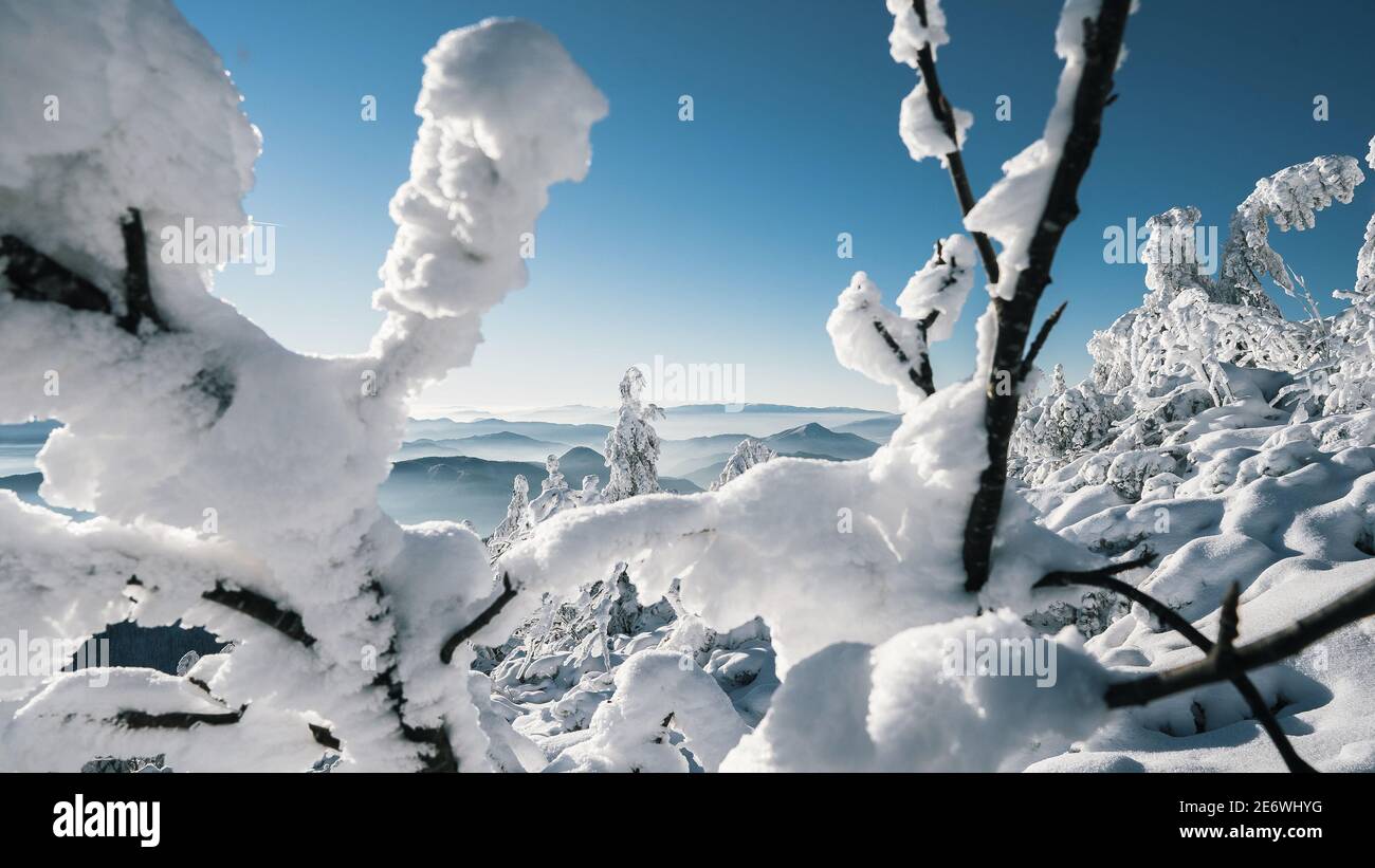 Beautiful winter landscape with snowy trees. Frozen forest in winter ...