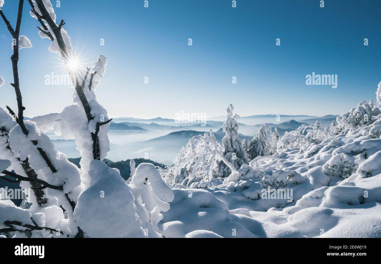 Beautiful winter landscape with snowy trees. Frozen forest in winter ...