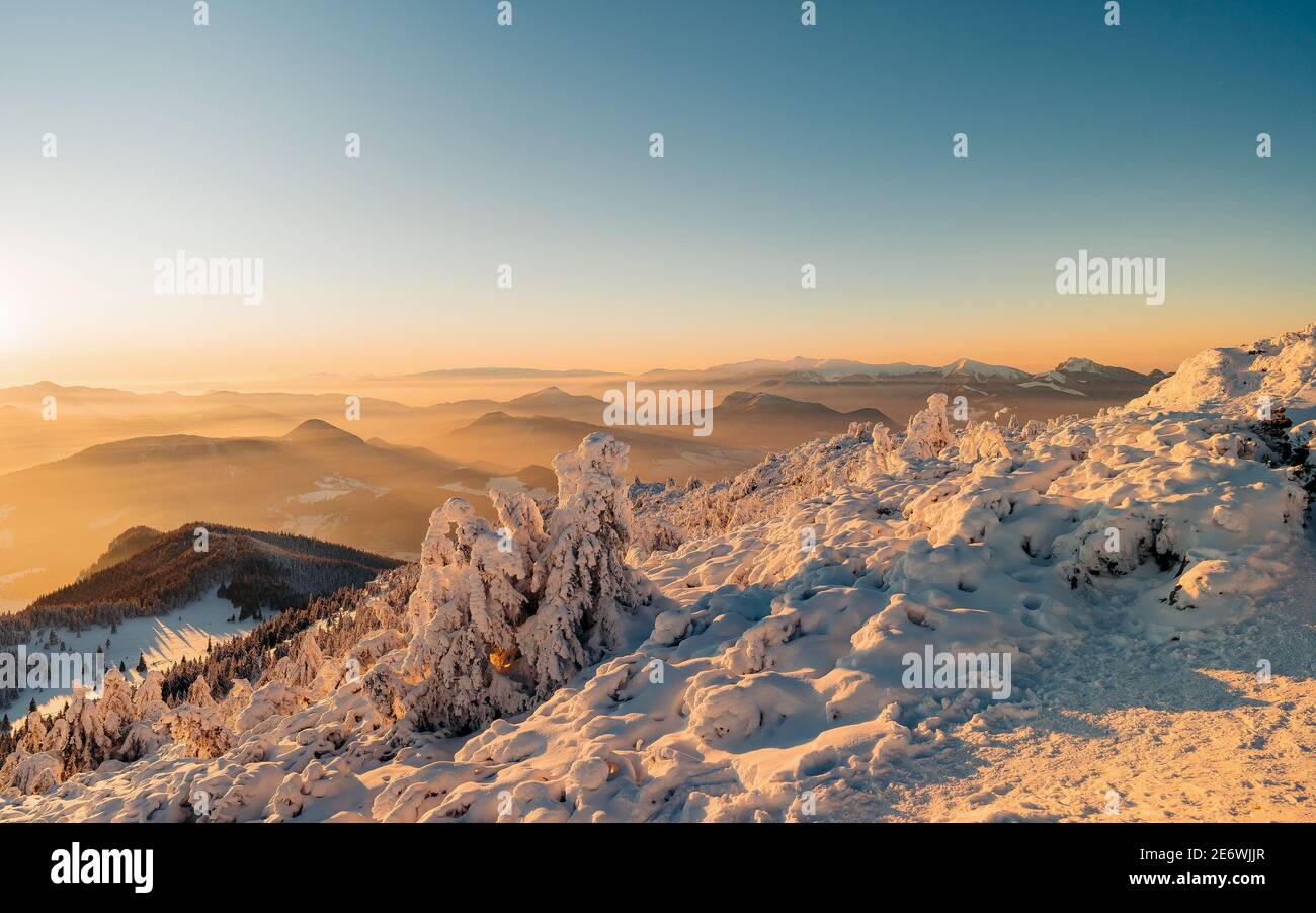 Frozen trees. Sunset winter landscape with snow-covered pine trees in ...