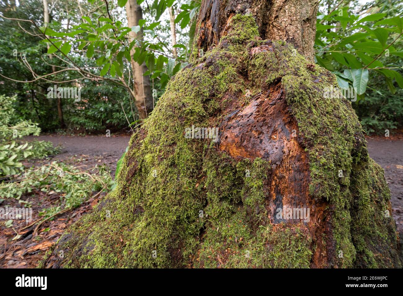 Insect habitat hi-res stock photography and images - Alamy