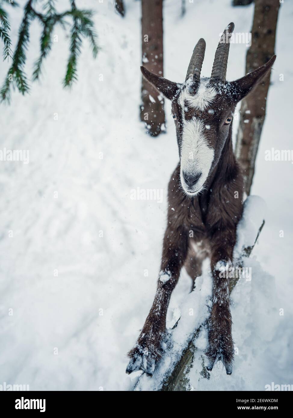 Goat in winter snow scene. Weather cold, winter, snow. Farm animal ...