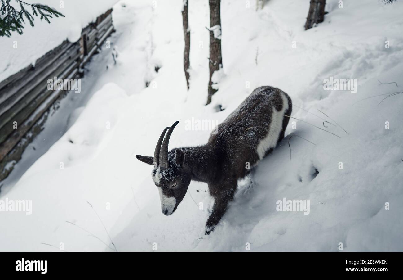 Funny sheep snow hi-res stock photography and images - Alamy