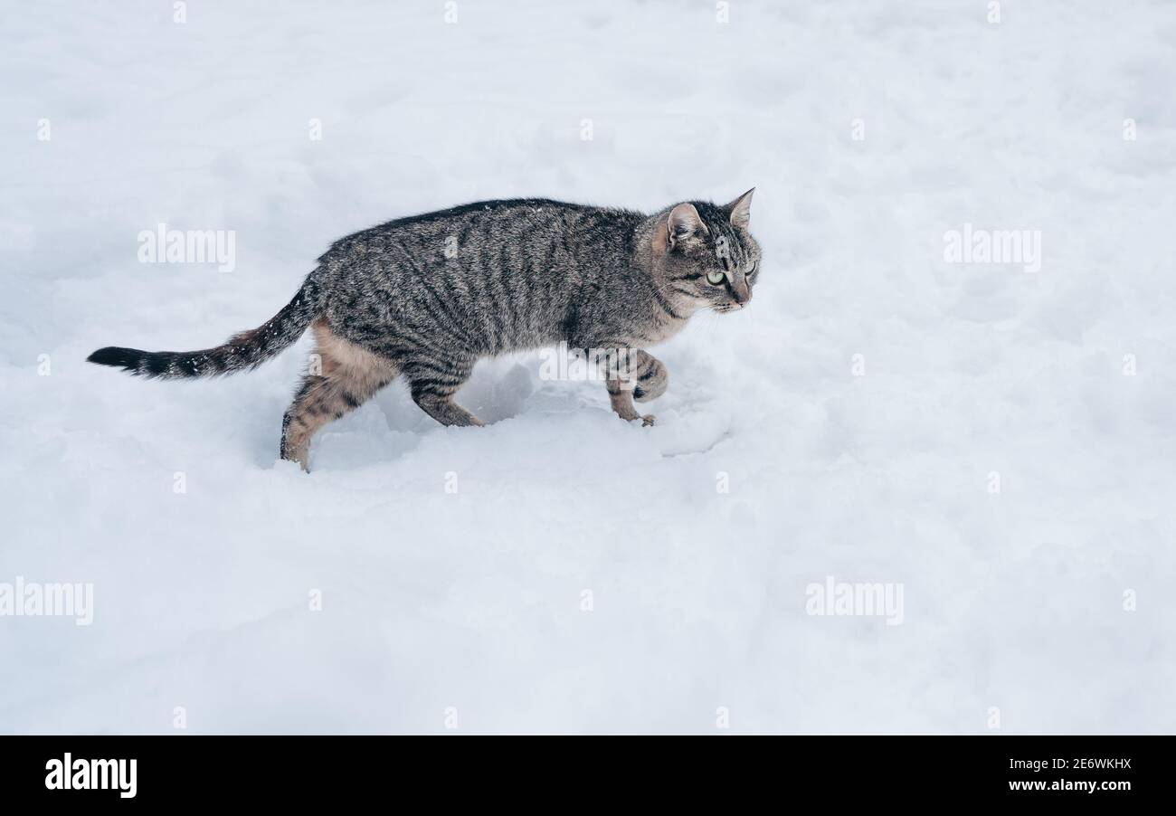 Cute Cats In Snow