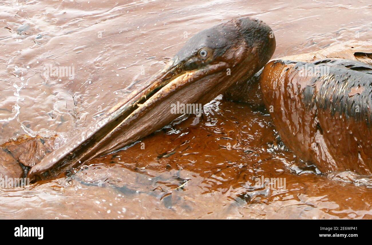 Gulf oil spill animals hi-res stock photography and images - Alamy