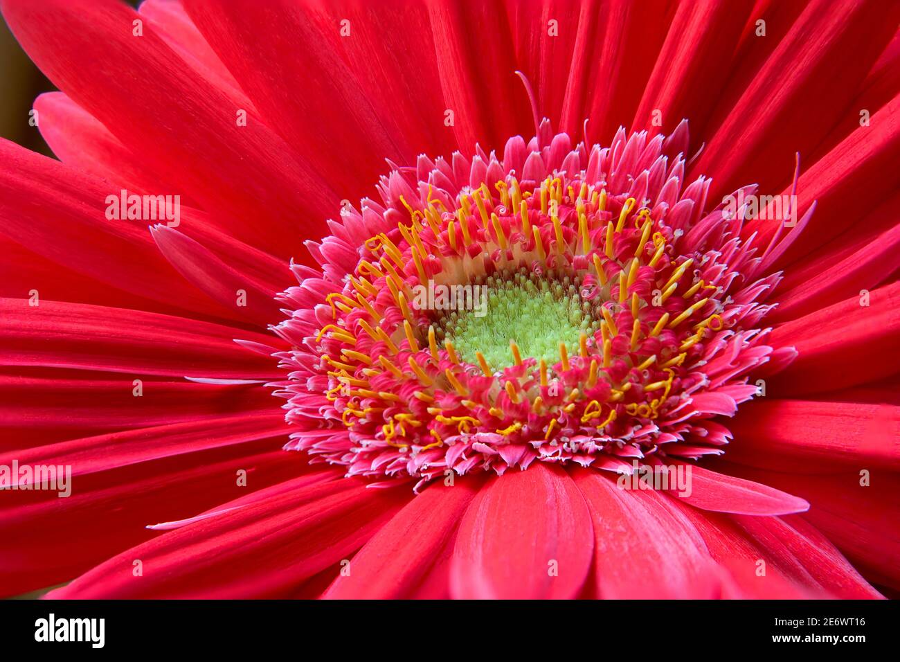 Beauty in nature. Closeup of single gerbera daisy blossom (African ...