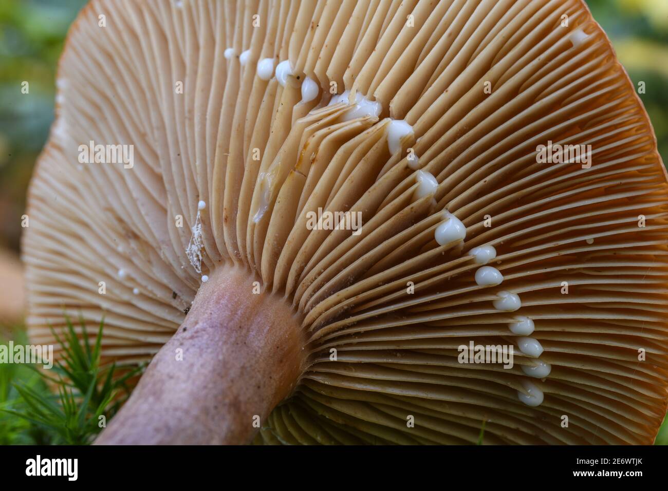 France, Somme (80), Cr?cy-en-Ponthieu, Cr?cy forest, Mushroom ...