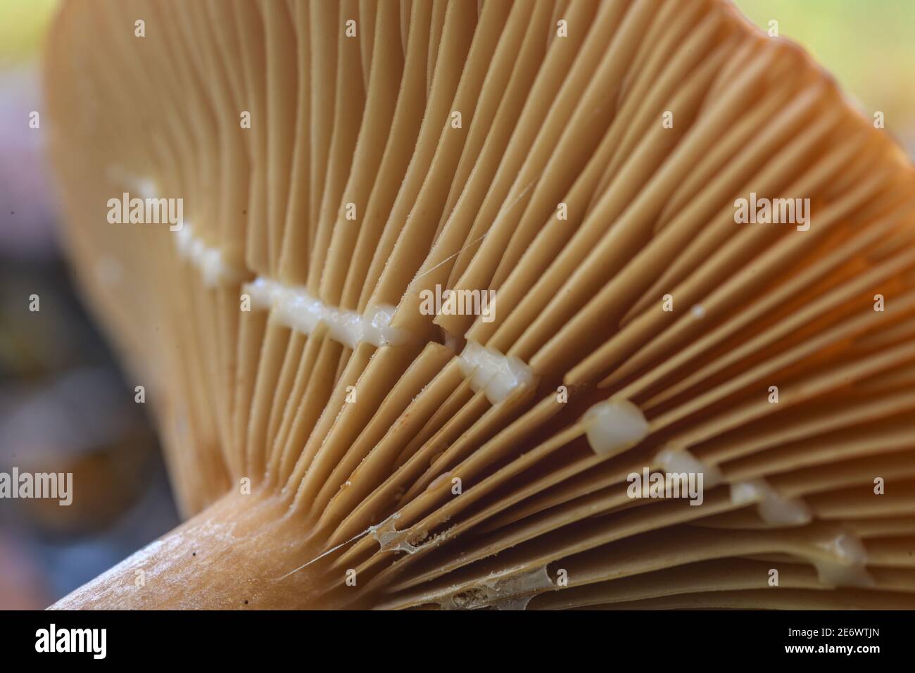Lactarius decipiens hi-res stock photography and images - Alamy