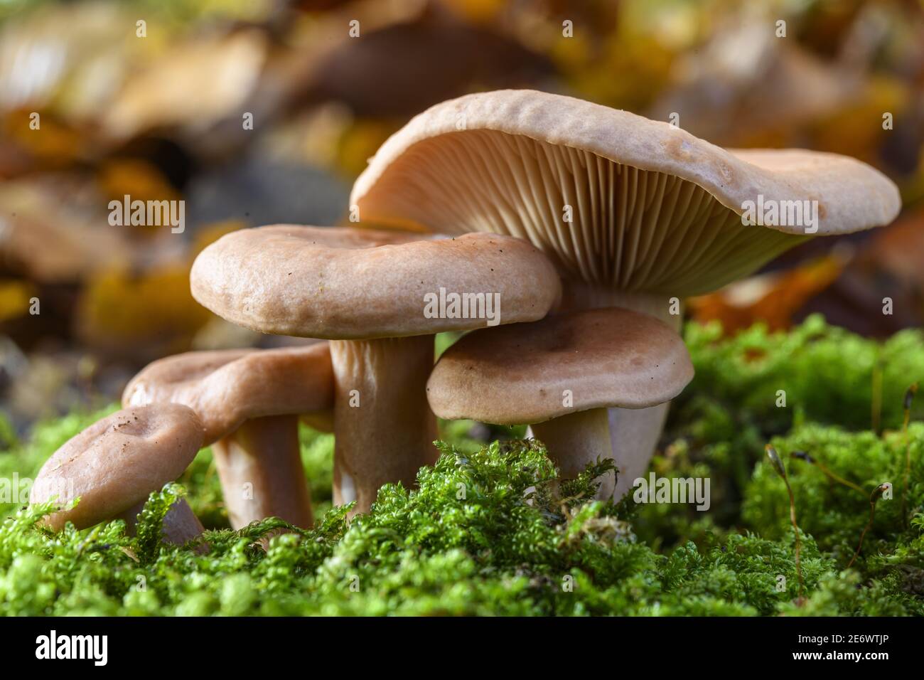 France, Somme (80), Cr?cy-en-Ponthieu, Cr?cy forest, Mushroom ...