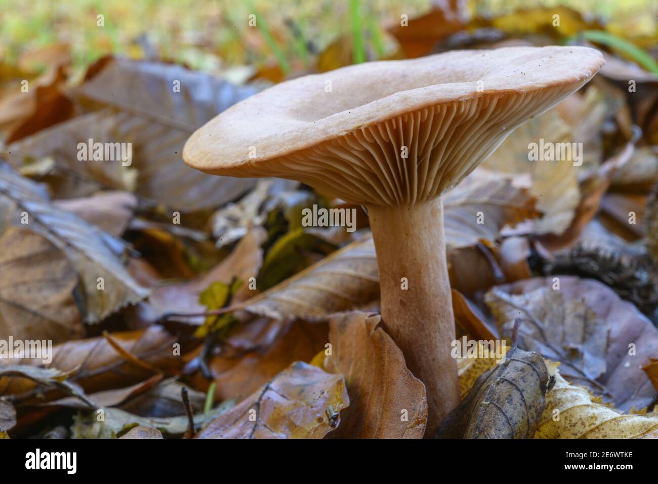 France, Somme (80), Cr?cy-en-Ponthieu, Cr?cy forest, Mushroom ...