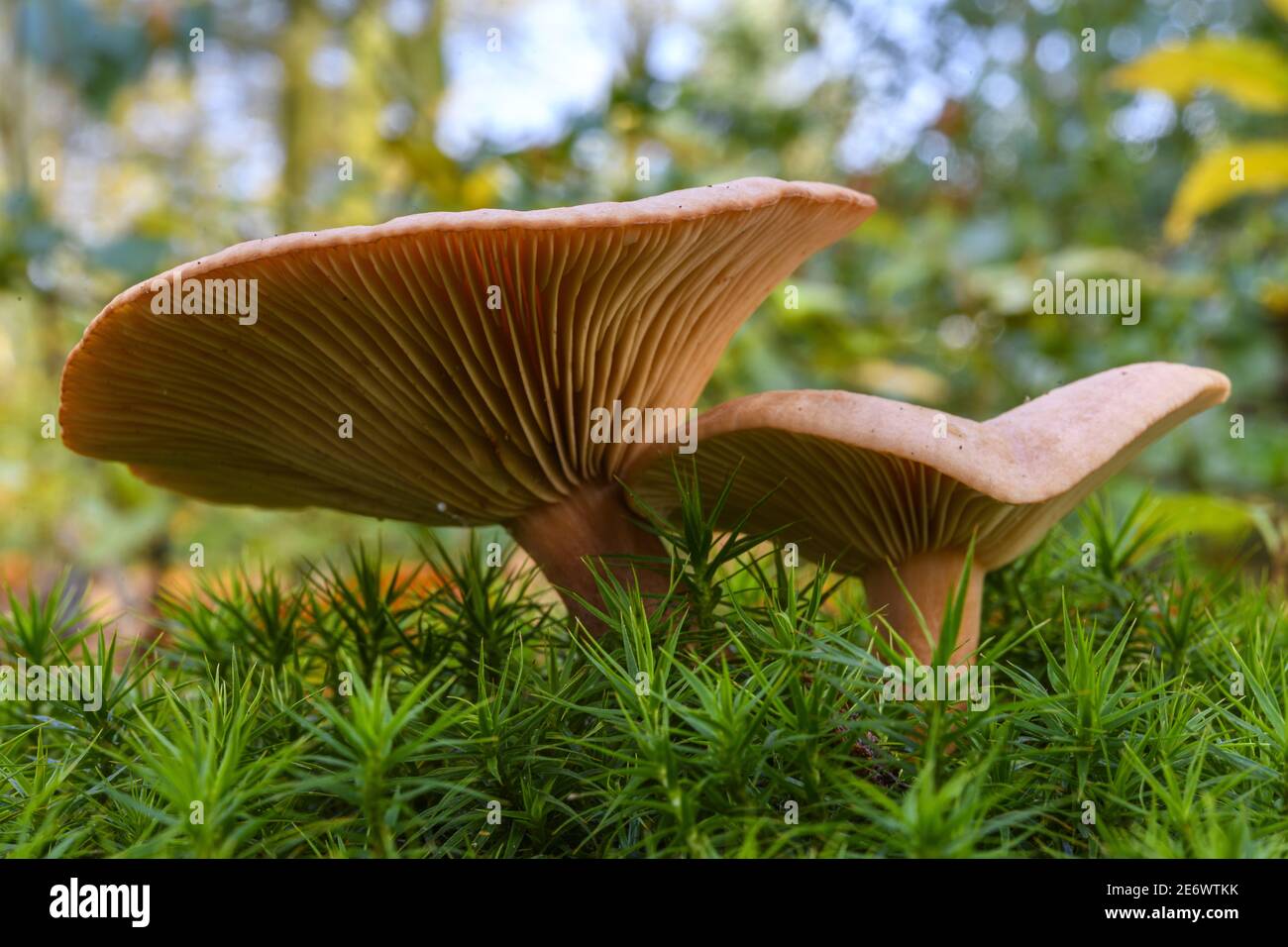 France, Somme (80), Cr?cy-en-Ponthieu, Cr?cy forest, Mushroom ...
