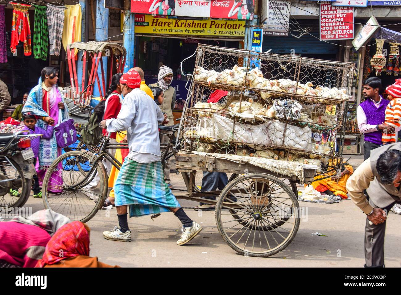 Tricycle Rickshaw, Chickens, Varanasi, India Stock Photo - Alamy