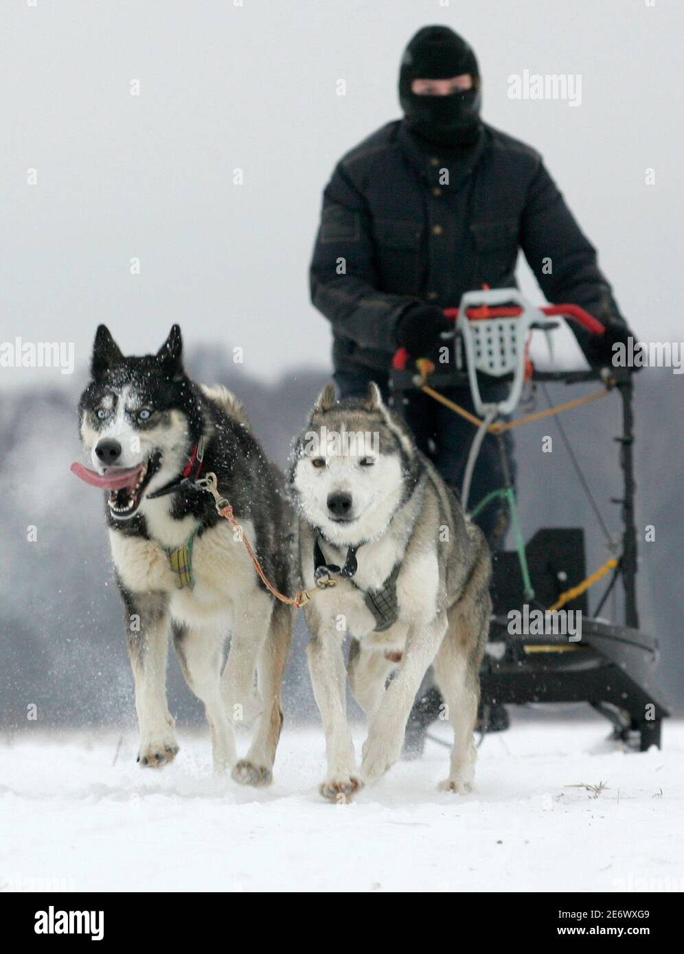 Human sled race championships hi-res stock photography and images - Alamy