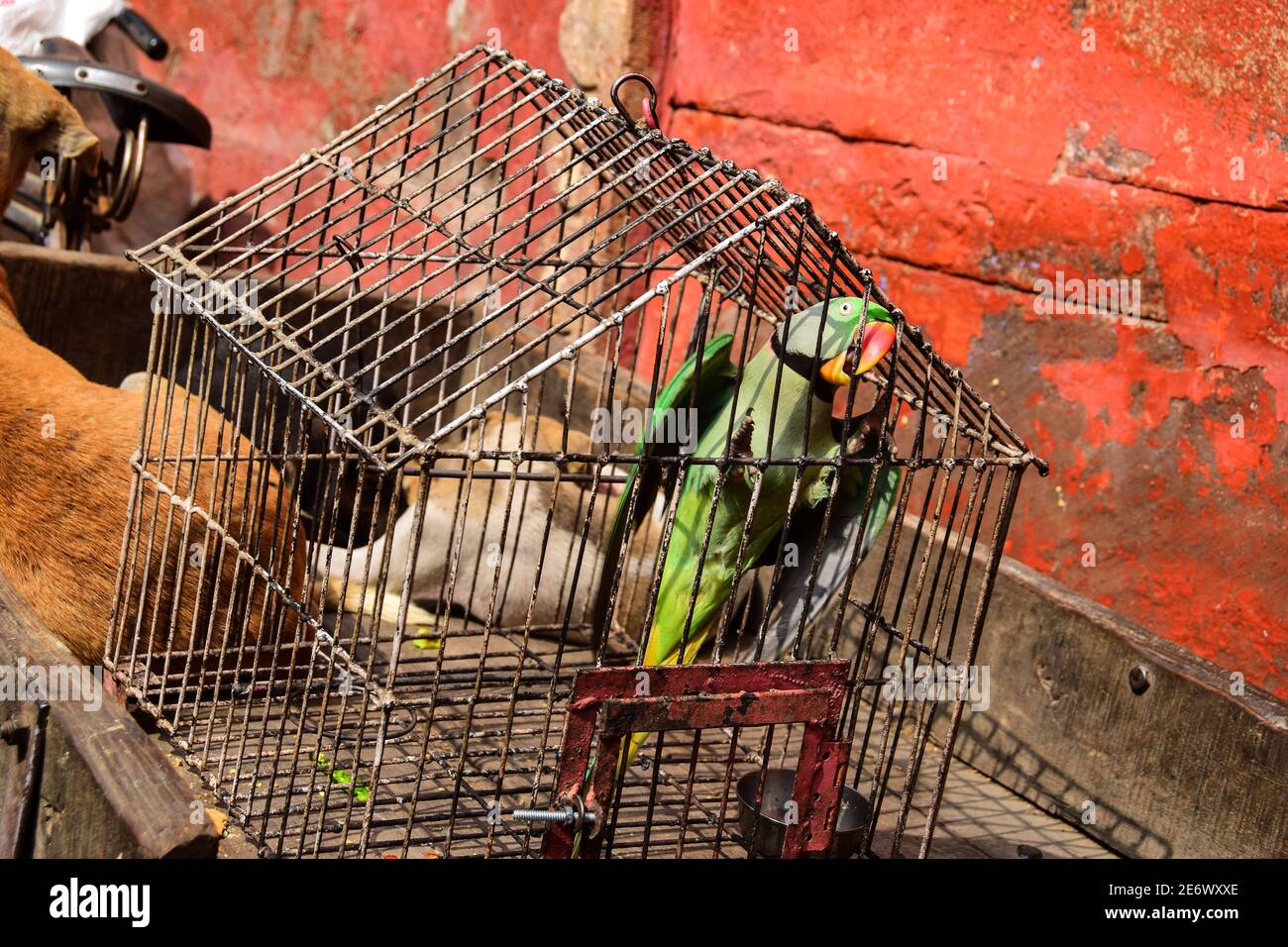 Parrot in cage hi-res stock photography and images - Alamy