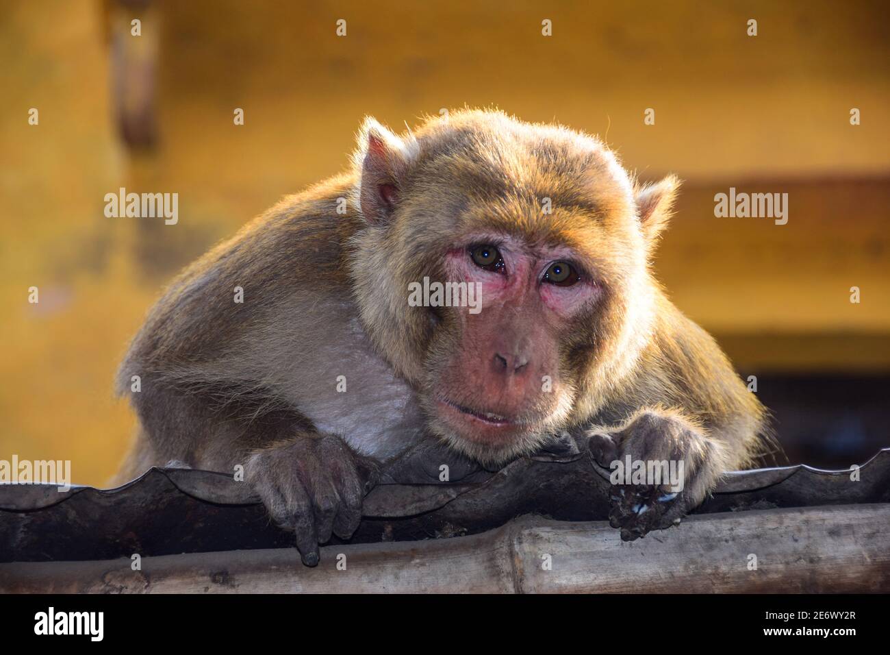 Monkey, Varanasi, India Stock Photo - Alamy