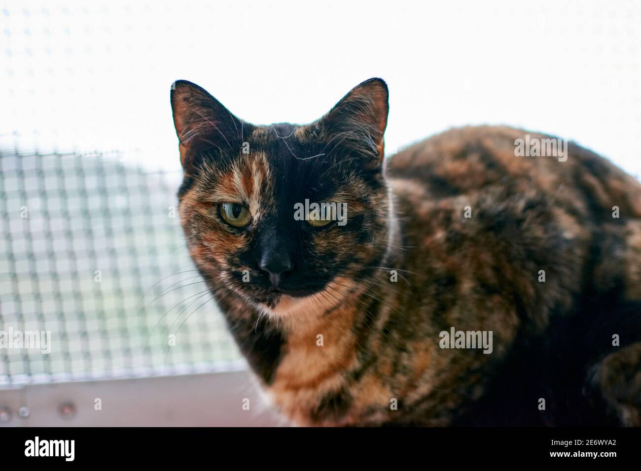 Adorable Tortoiseshell cat looking at the camera on background of a ...