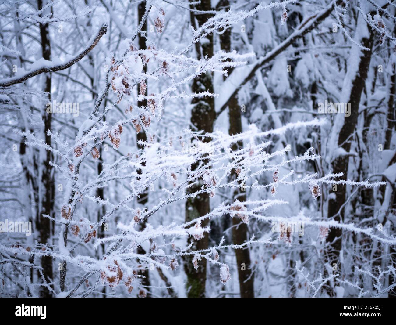 Frosty winter tree standing hi-res stock photography and images - Alamy