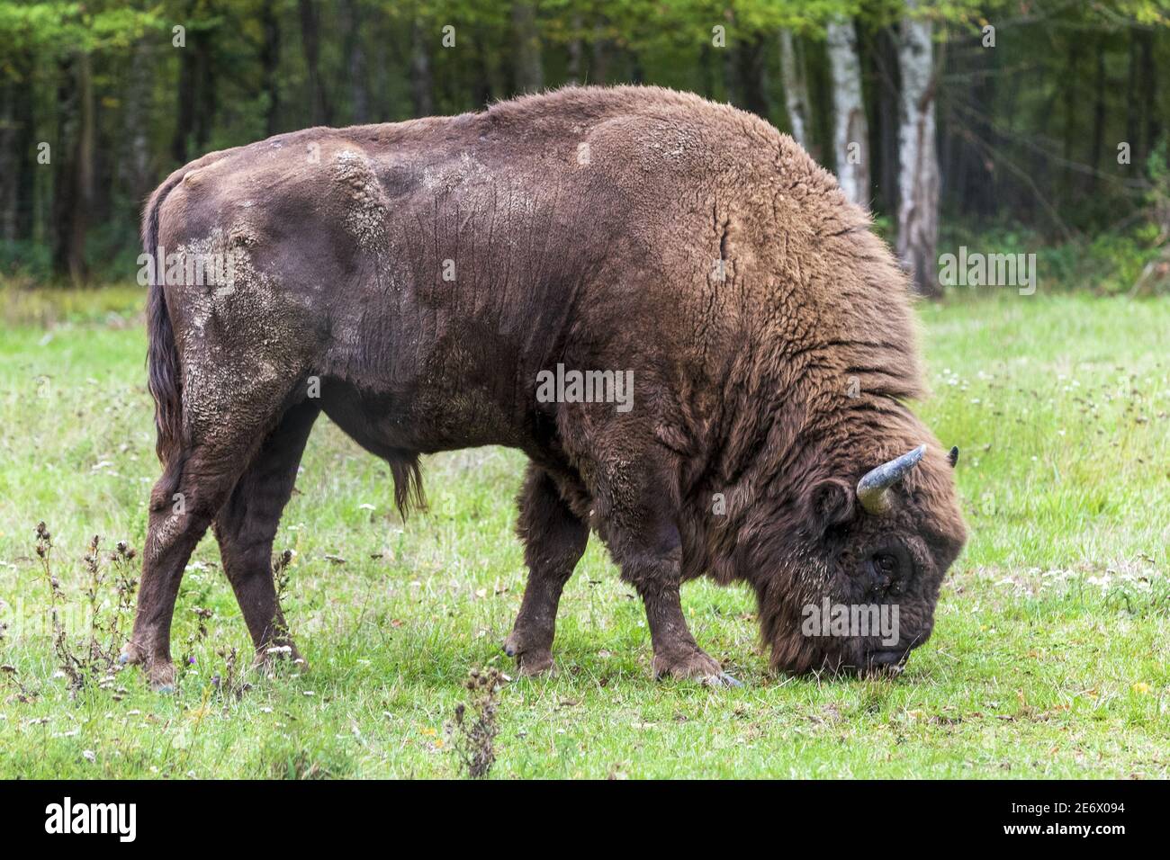 Orient forest regional natural park hi-res stock photography and images ...
