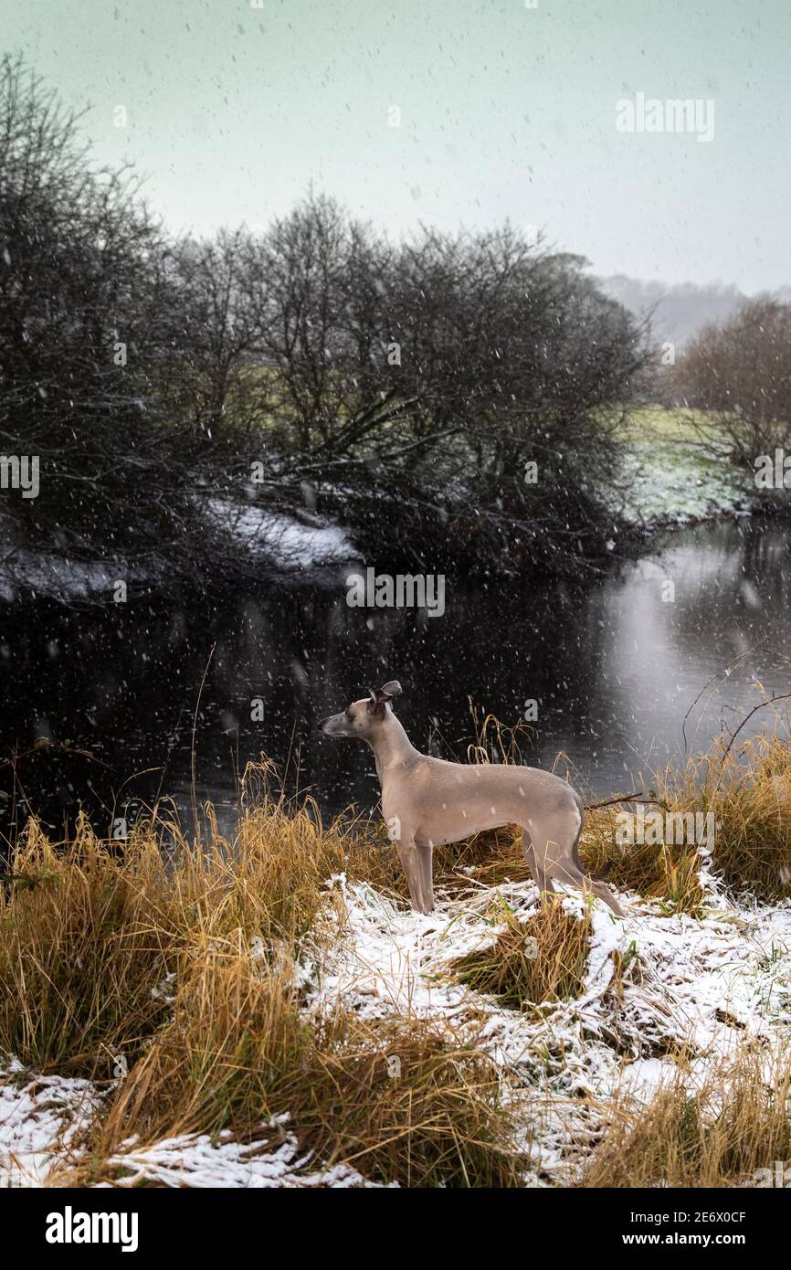 whippet standing in the snow by a river in Scotland Stock Photo - Alamy