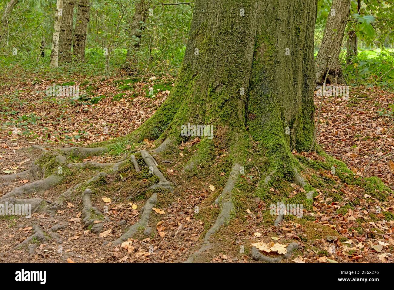Roots of an oak tree in the forest covered by moss, selective focus ...
