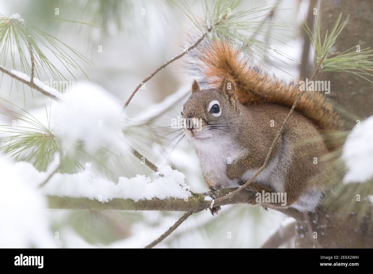 Squirrel Sitting On The Snowy Branch High Resolution Stock Photography ...