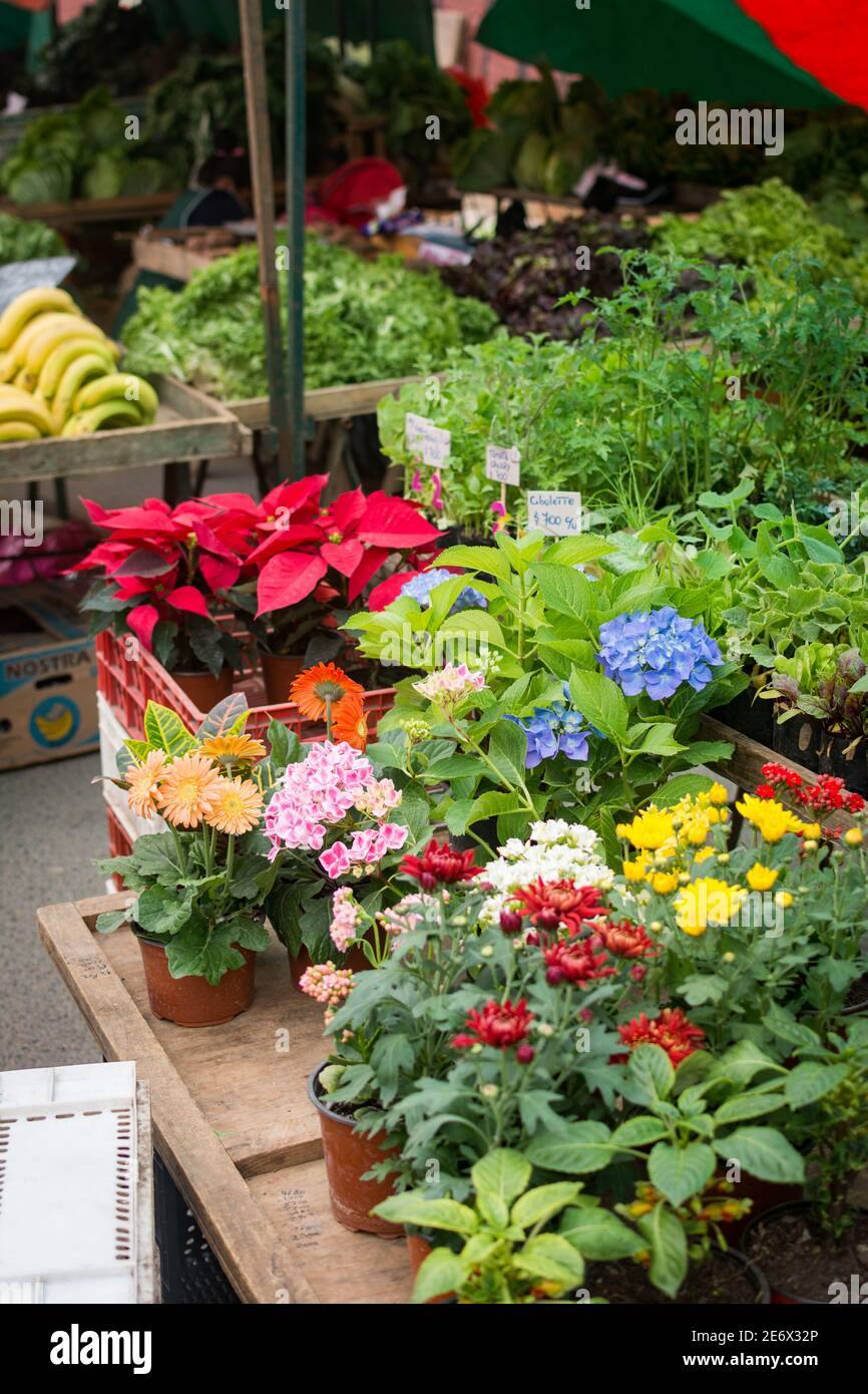 Flower market with various types of flowers and plants Stock Photo - Alamy