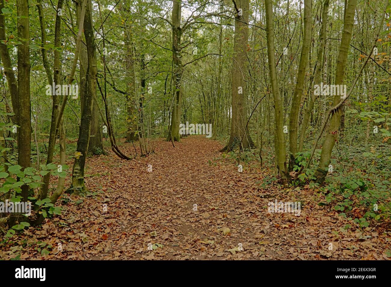 Forest path in Gentbos nature reserve, Merelbeke, Ghent, Belgium Stock ...