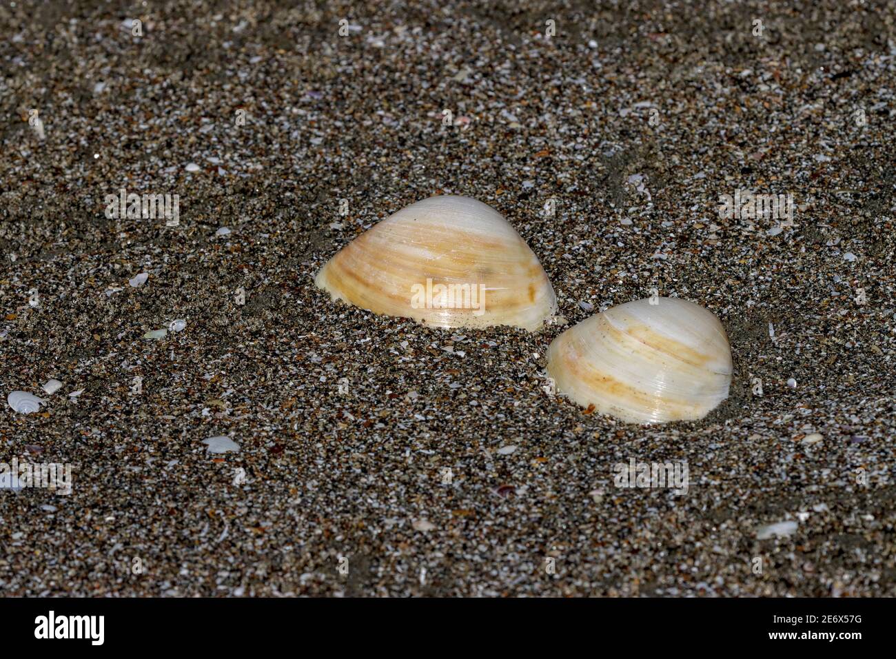 Stock sea shells hi-res stock photography and images - Alamy