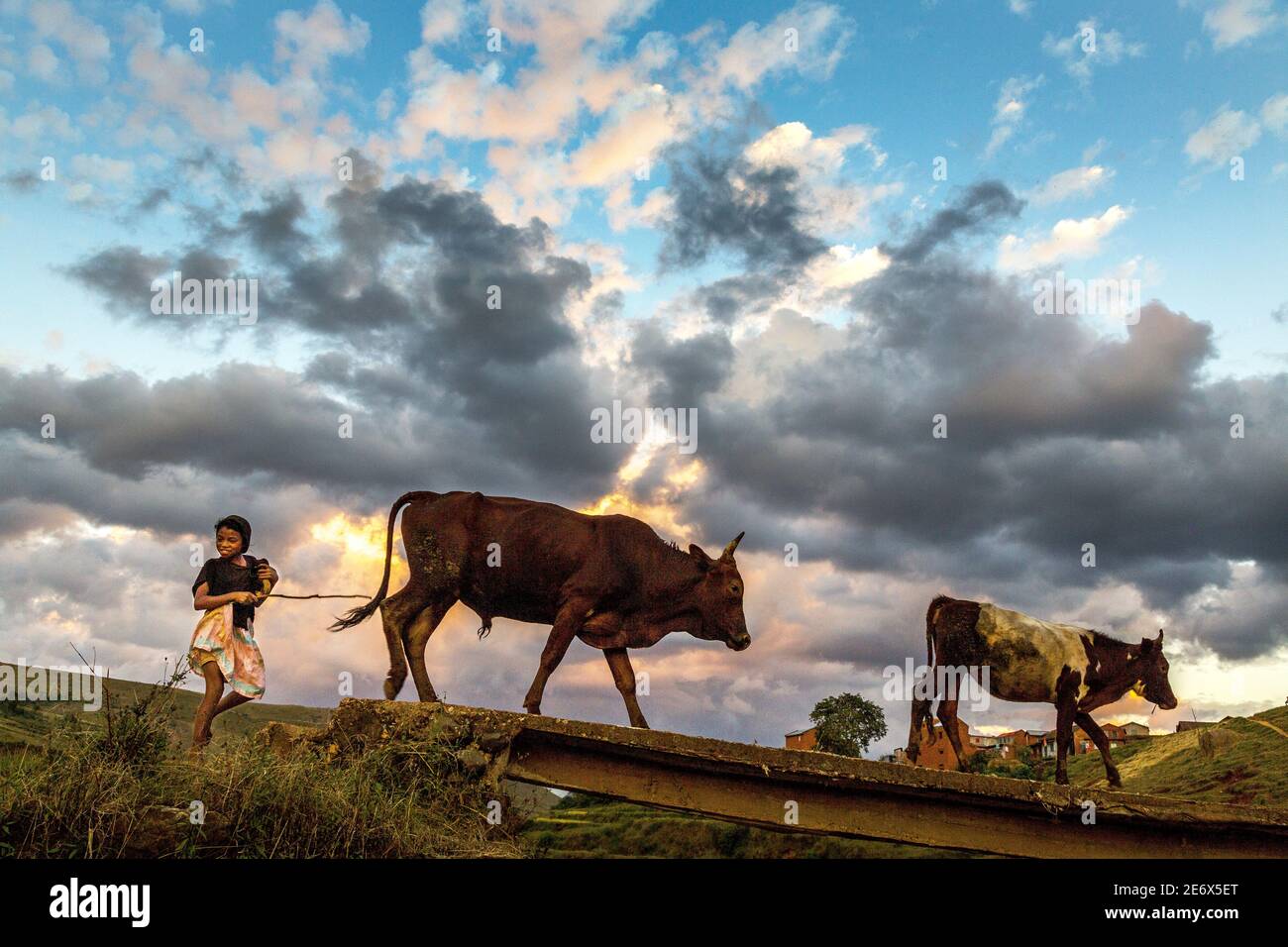 Madagascar, Central highlands, Vakinankaratra region, rice fields ...
