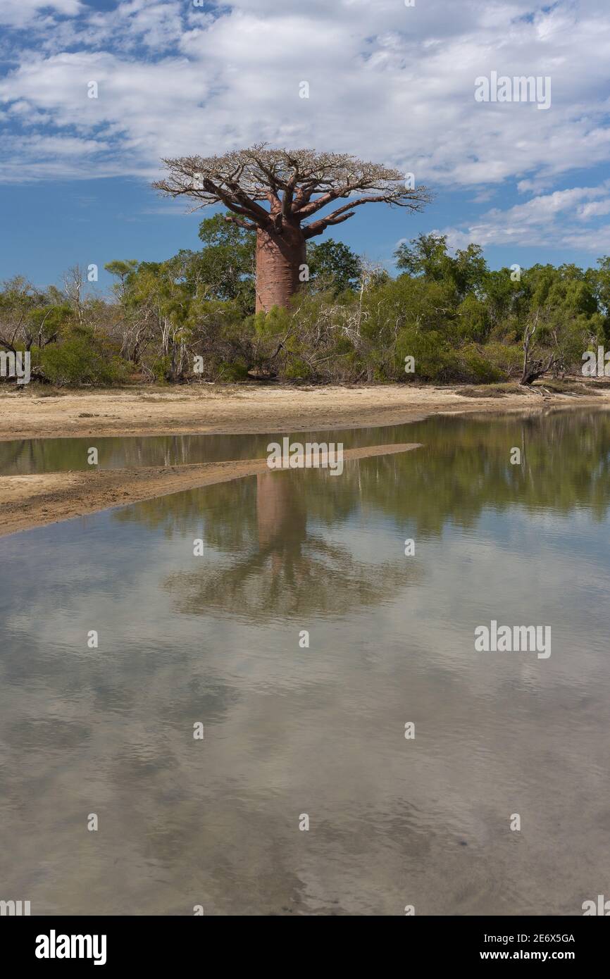 Madagascar, Menabe region, Morondava, baobabs of Grandidier (Adansonia ...