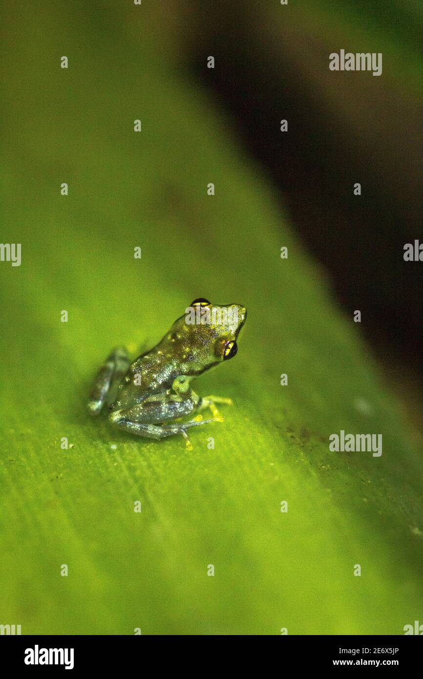 Madagascar, East, Andasibe-Mantadia national park, Frog (Guibemantis ...